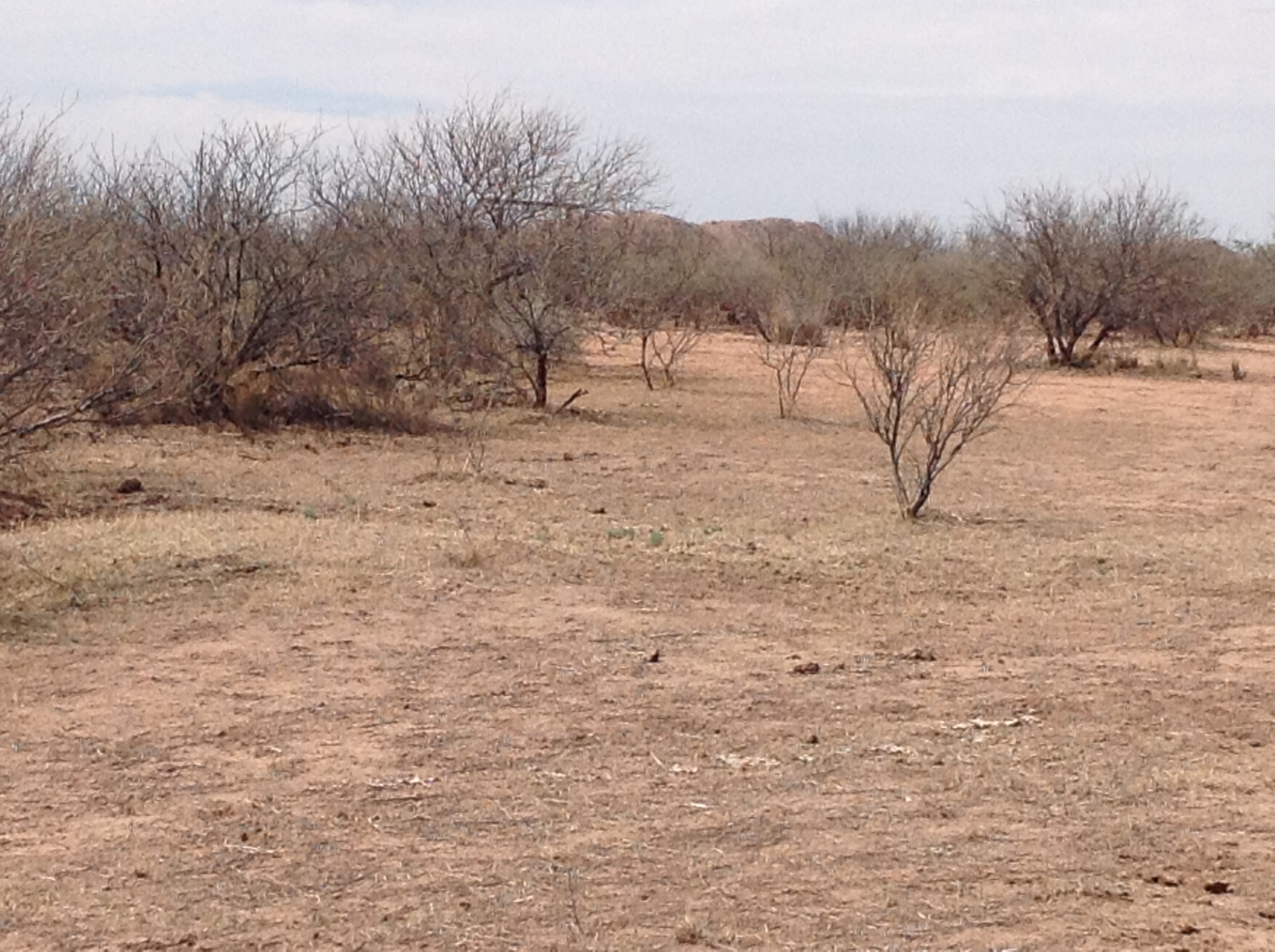 Pending-5.05 Acres Flat Rectangular Shaped Desert open Land Douglas ...