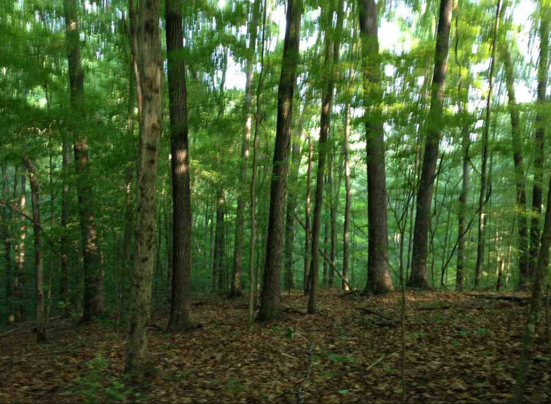 SOLD-Beautiful 5 acre wood lot perfect for your dream home, Bloomington ...